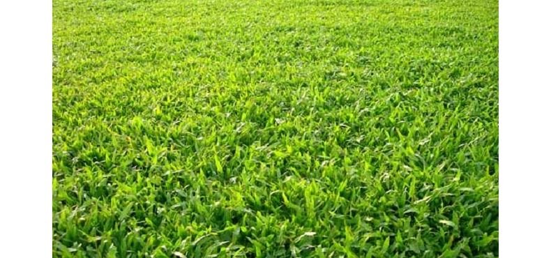 Conheça os tipos de grama e suas características - Agromania