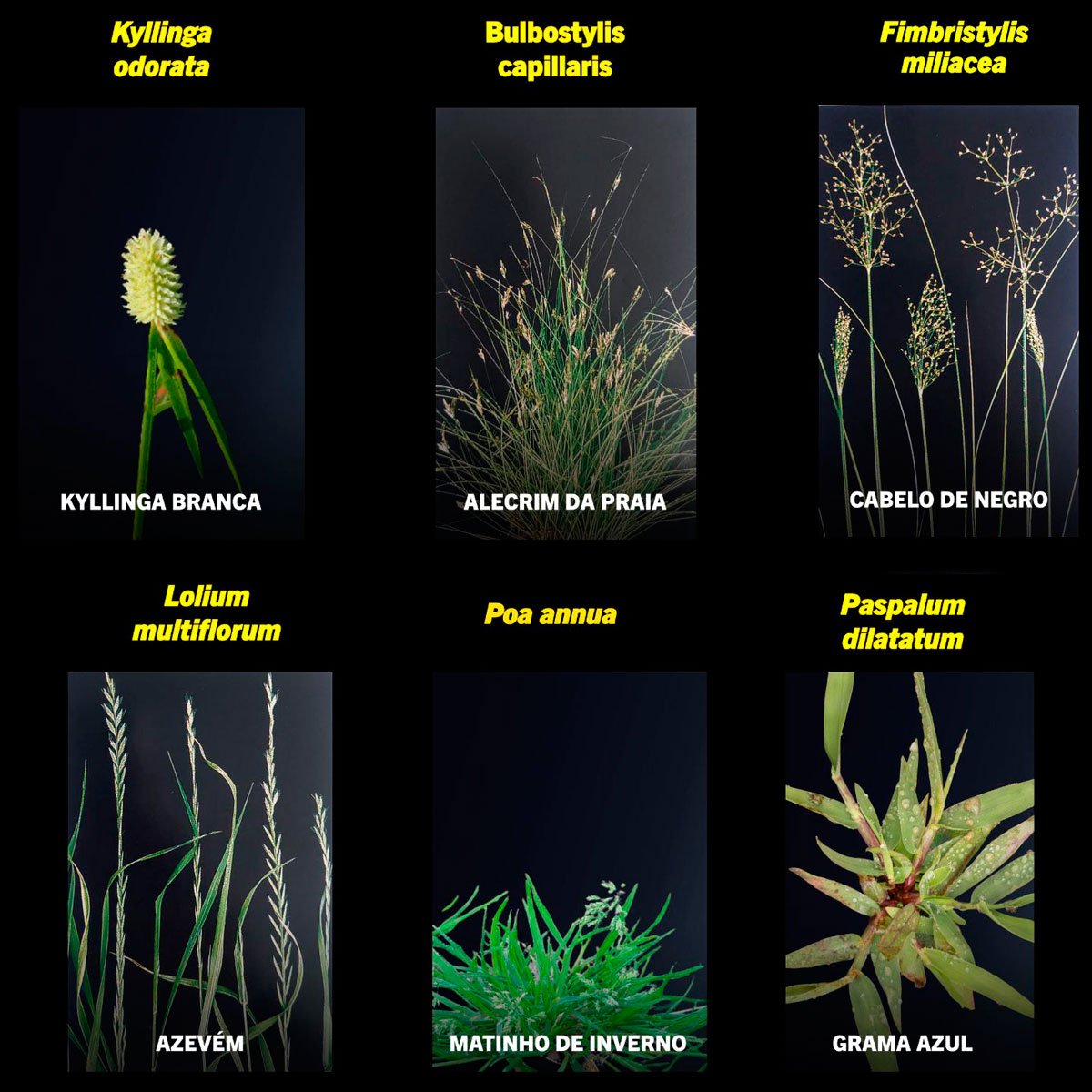 Herbicida Seletivo Gramix Dexter Latina 100 ml